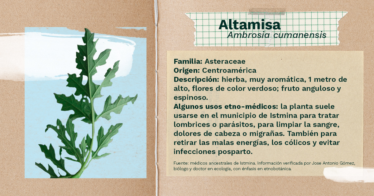 “Si se acaban los territorios, las plantas y la naturaleza, se va ...