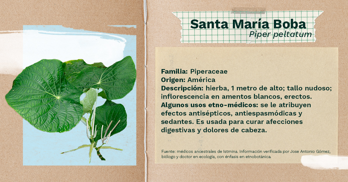 “Si se acaban los territorios, las plantas y la naturaleza, se va ...