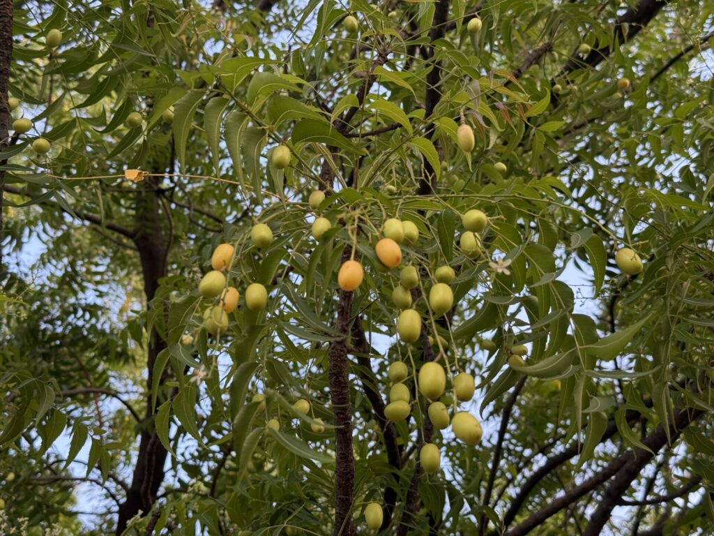 El árbol neem: la especie invasora que echó raíces profundas en La ...